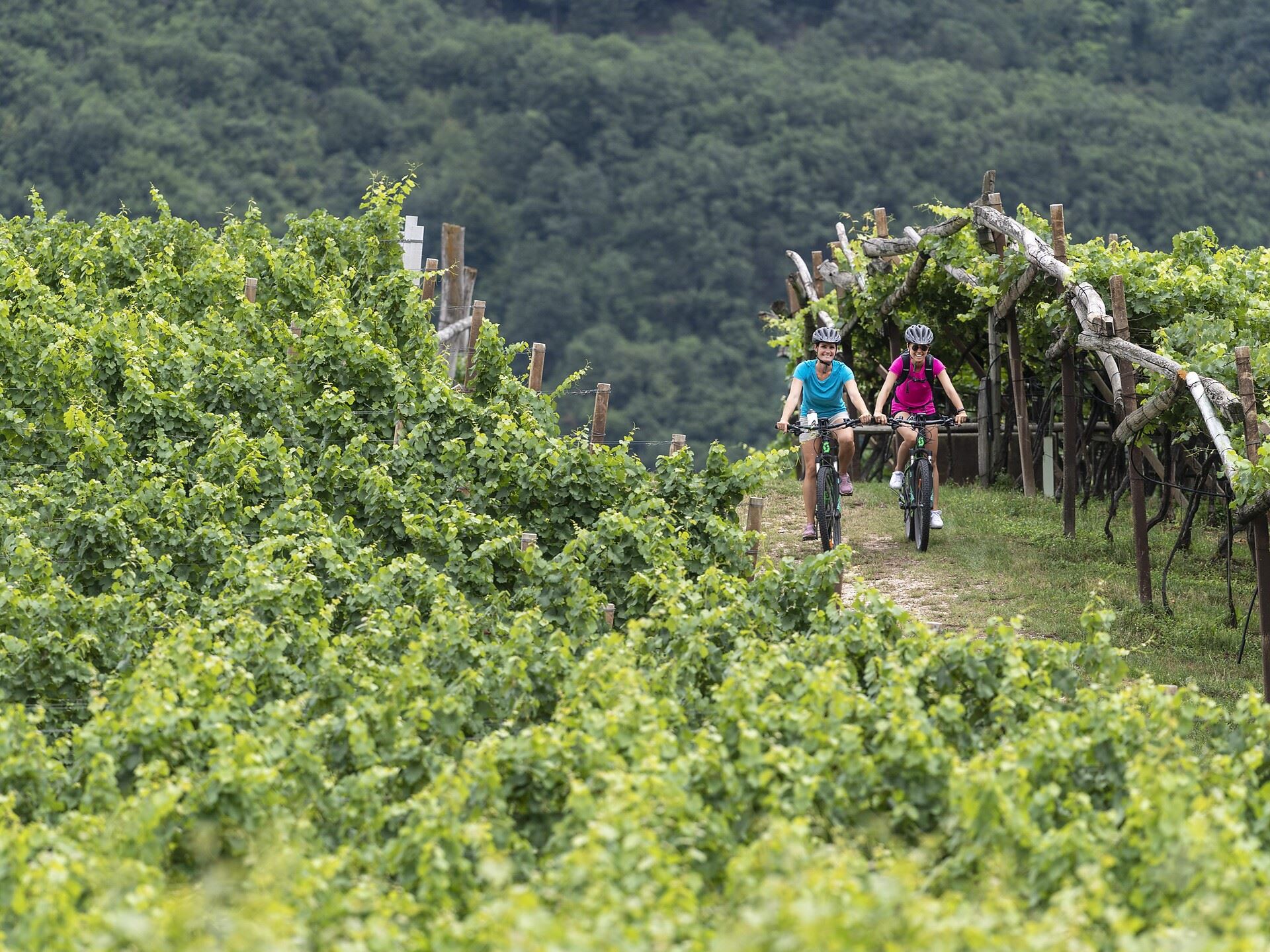 Kaltern Bike MTB-Tour: Girlan